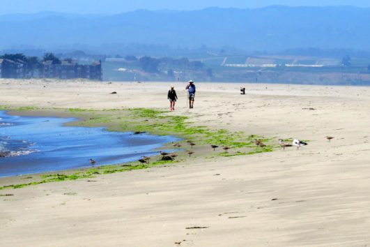 Walk The Bay | Slow Adventure